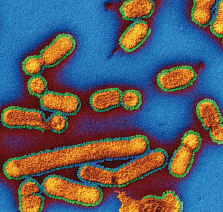 Influenza – Grippewelle in Deutschland